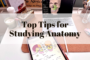 Top Tips For Studying Anatomy Little Wallet Big Dreams